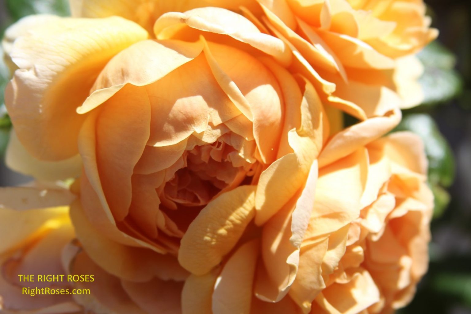 THE RIGHT ROSES - ONLY THE VERY BEST WILL DO