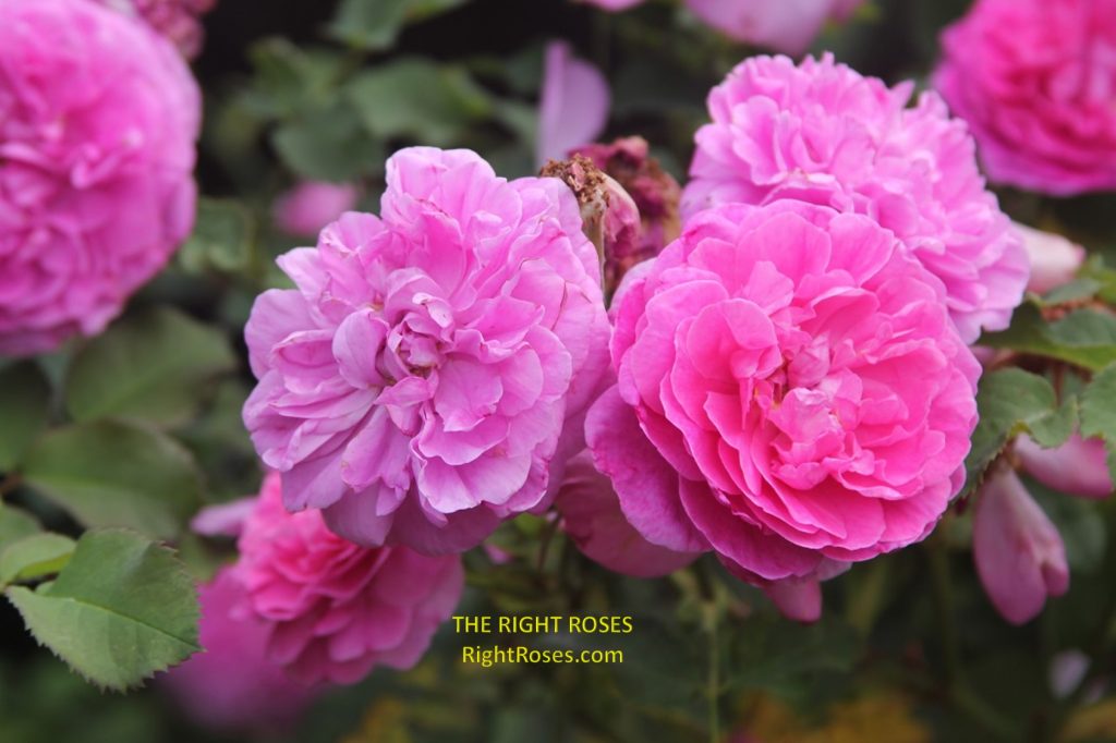 THE RIGHT ROSES - ONLY THE VERY BEST WILL DO