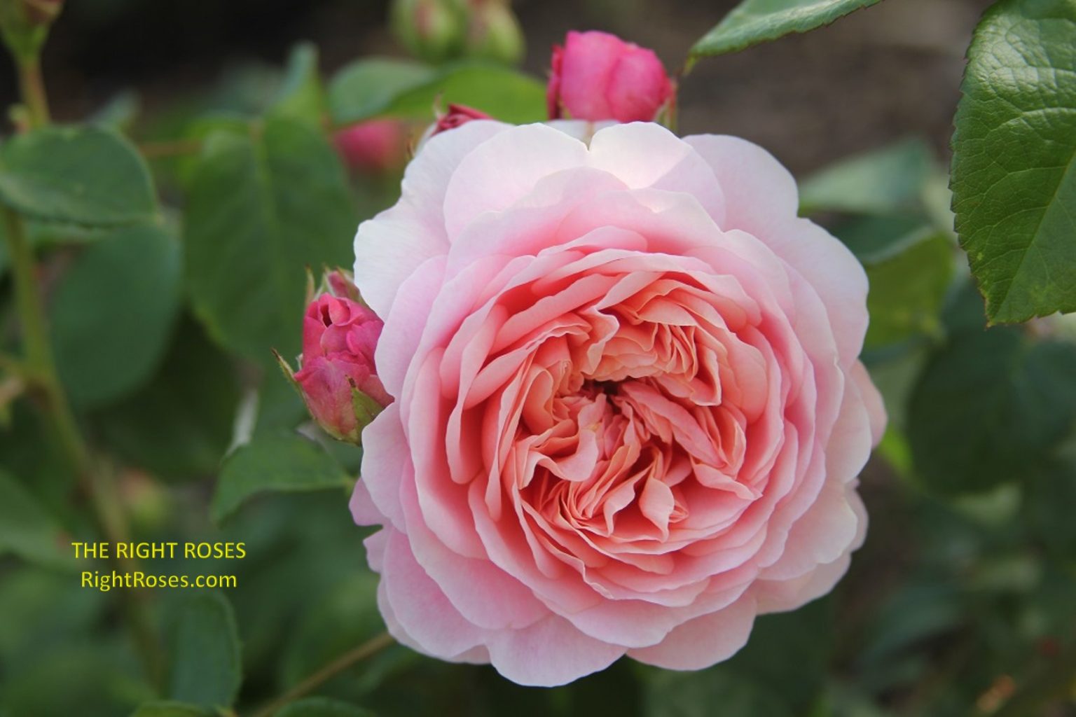 Shrub size: 4ft x 4ft Archives - THE RIGHT ROSES