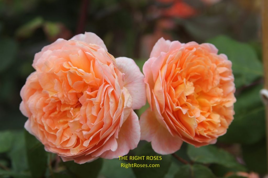 LADY EMMA HAMILTON ROSE REVIEW | DAVID AUSTIN 2005 - THE RIGHT ROSES
