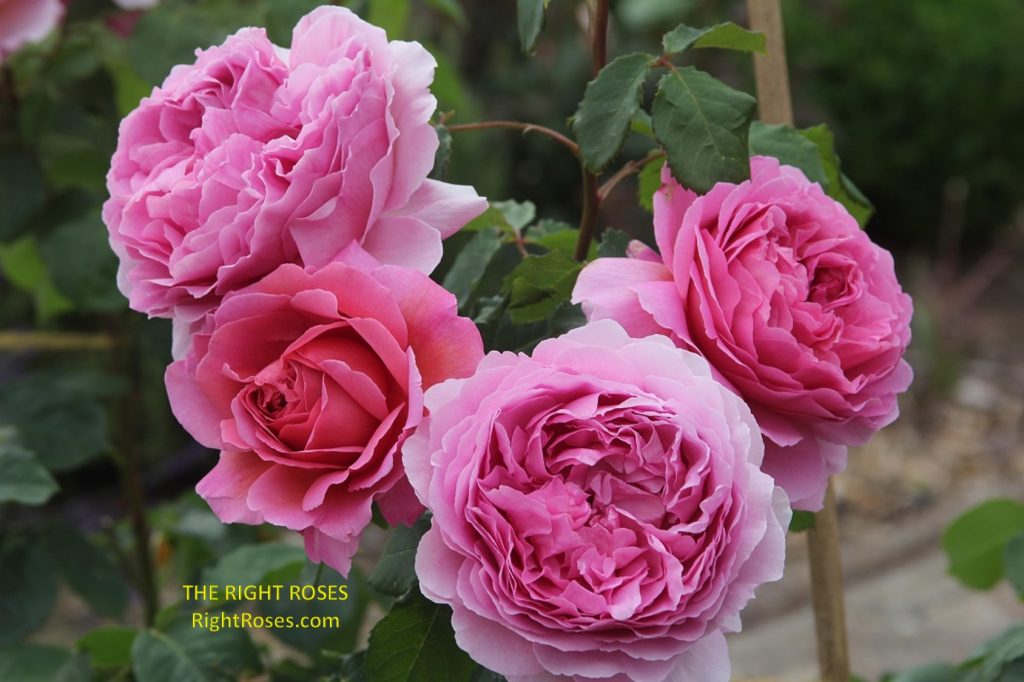 PRINCESS ALEXANDRA OF KENT ROSE REVIEW | DAVID AUSTIN 2007 - THE RIGHT ...