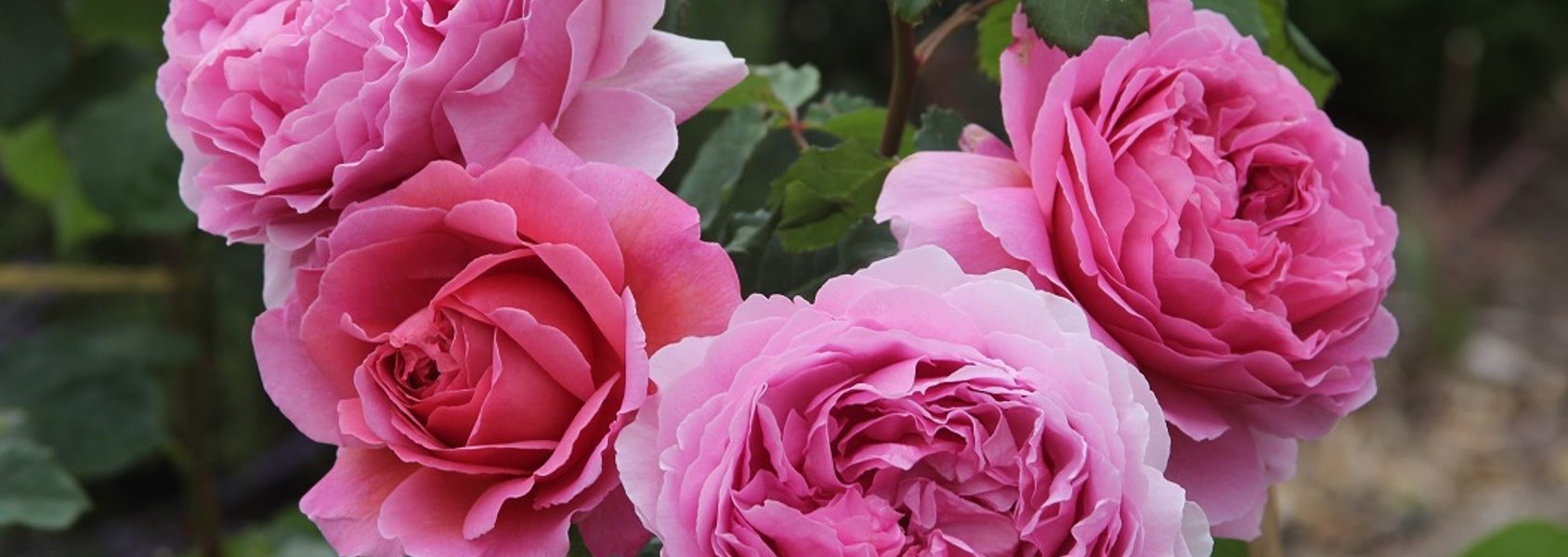 PRINCESS ALEXANDRA OF KENT ROSE REVIEW | DAVID AUSTIN 2007 - THE RIGHT ...