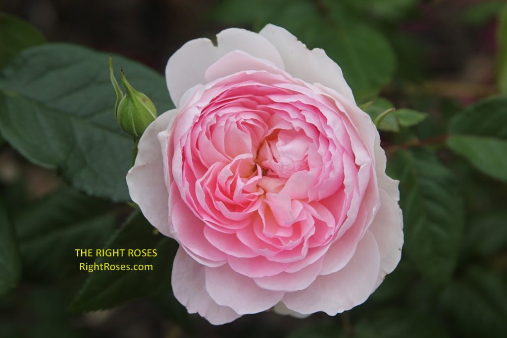 SILAS MARNER ROSE REVIEW | DAVID AUSTIN 2020 - THE RIGHT ROSES
