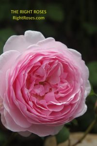 THE RIGHT ROSES - ONLY THE VERY BEST WILL DO