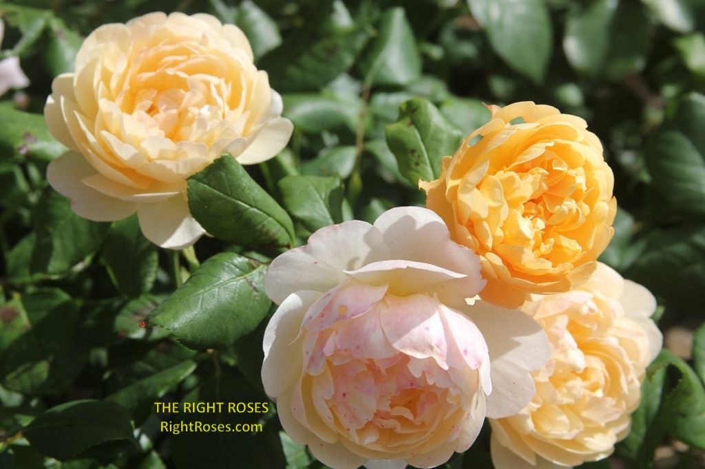 ROALD DAHL ROSE REVIEW | DAVID AUSTIN 2016 - THE RIGHT ROSES
