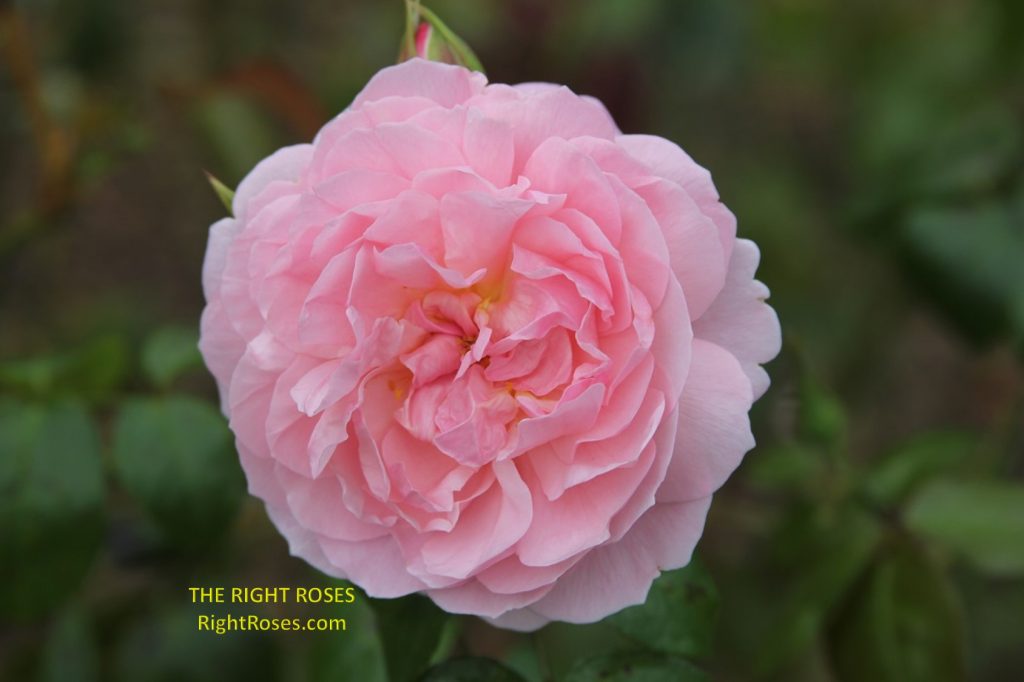 STRAWBERRY HILL ROSE REVIEW | DAVID AUSTIN 2006 - THE RIGHT ROSES