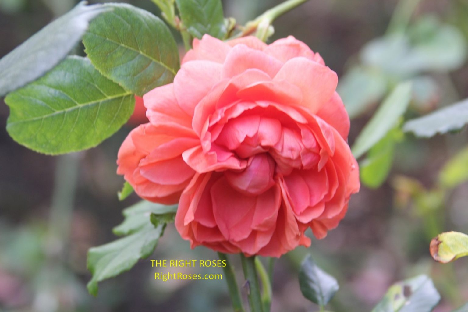 SUMMER SONG ROSE REVIEW | DAVID AUSTIN 2005 - THE RIGHT ROSES