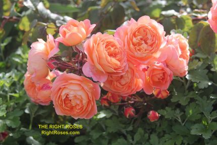 THE RIGHT ROSES - ONLY THE VERY BEST WILL DO