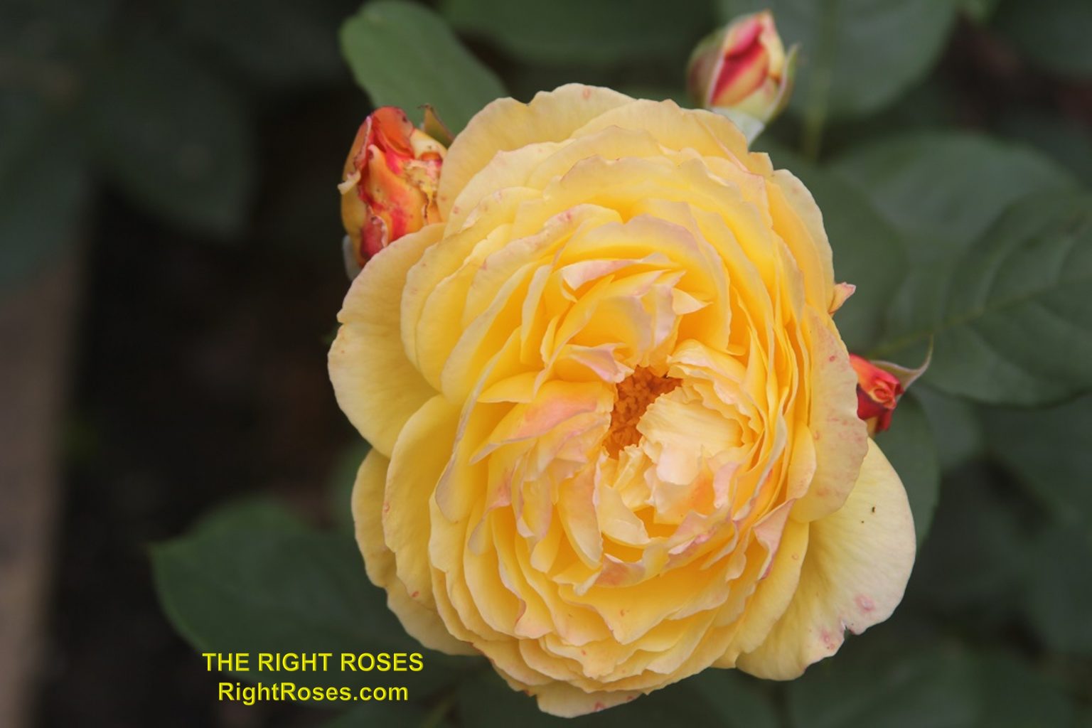 WELL BEING (AKA. WELL-BEING) ROSE REVIEW | HARKNESS 2004 - THE RIGHT ROSES