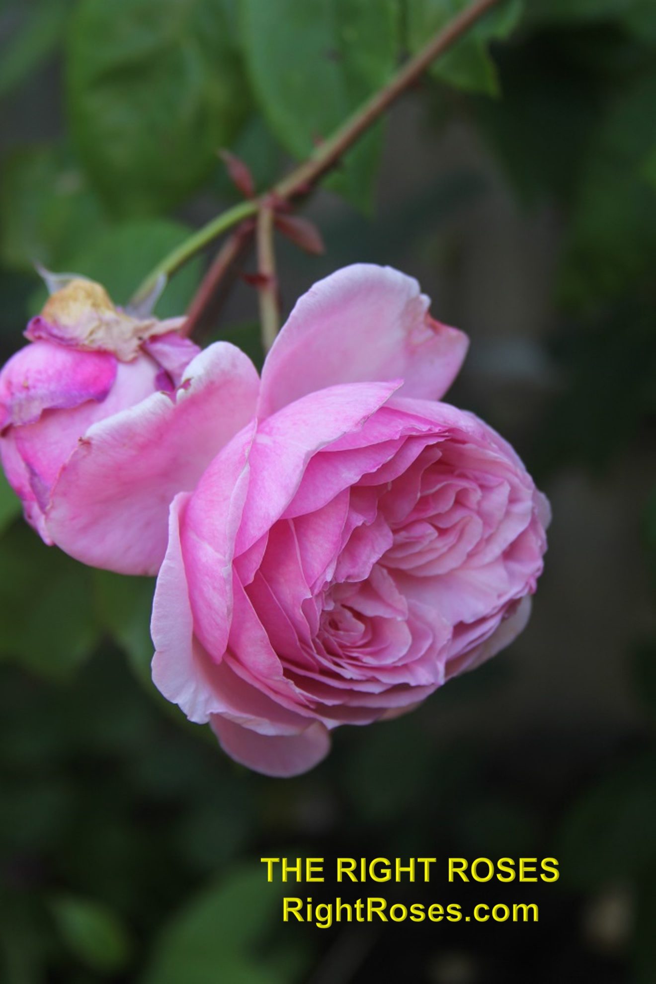 KISS ME KATE ROSE REVIEW | KORDES ROSEN 2016 - THE RIGHT ROSES