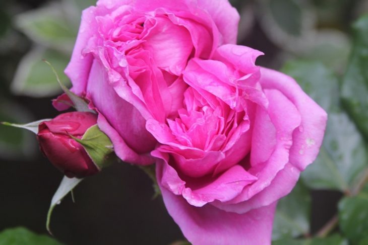 CONTACT US - The Right Roses