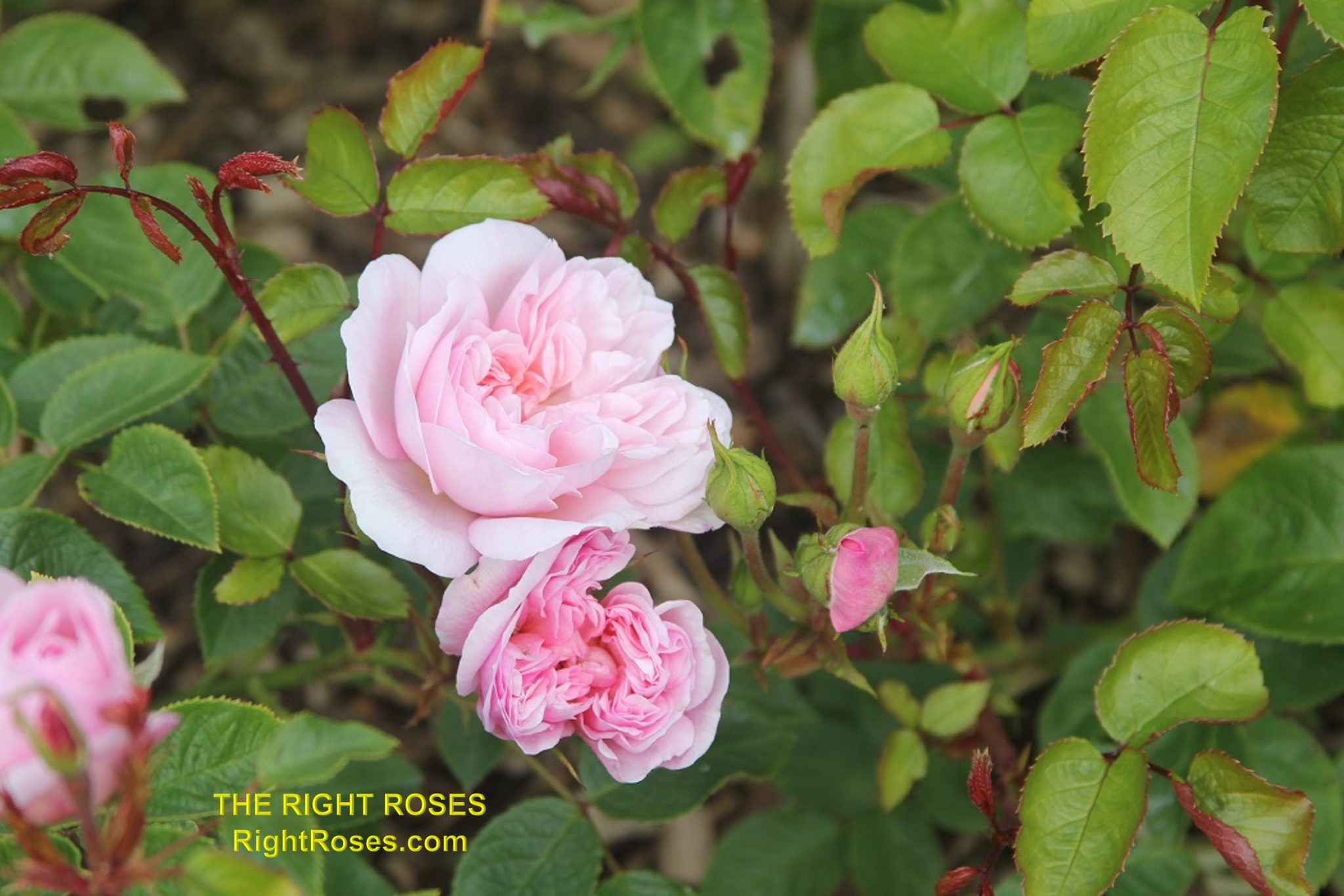 Rose Connoisseur Archives - The Right Roses