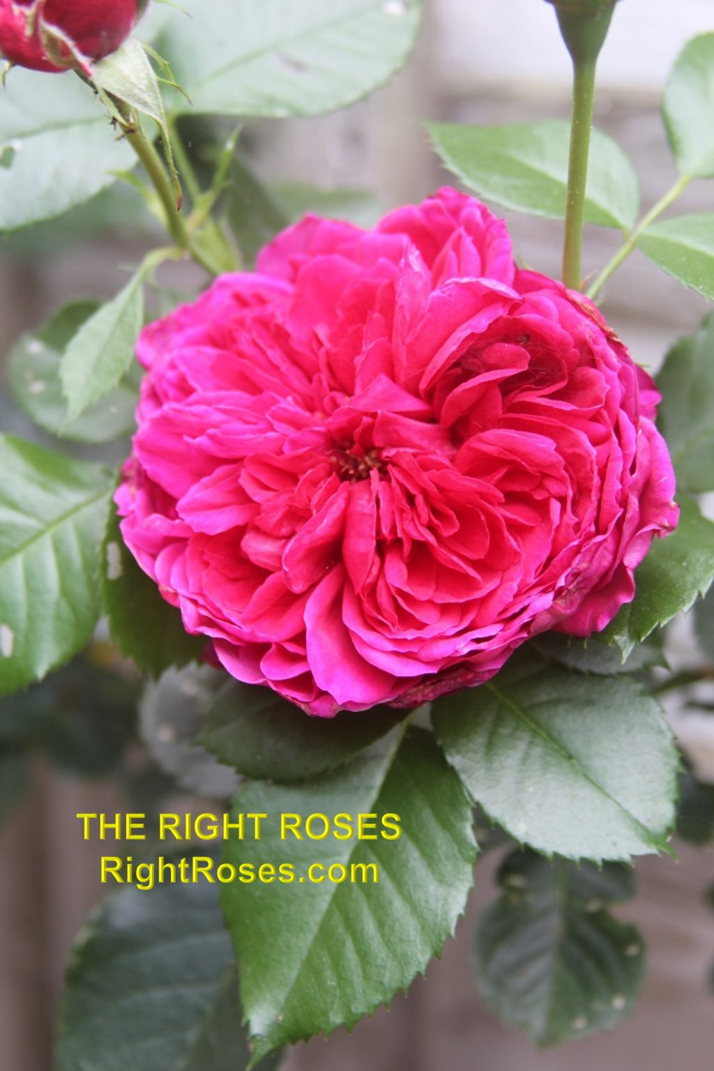 THE RIGHT ROSES - ONLY THE VERY BEST WILL DO