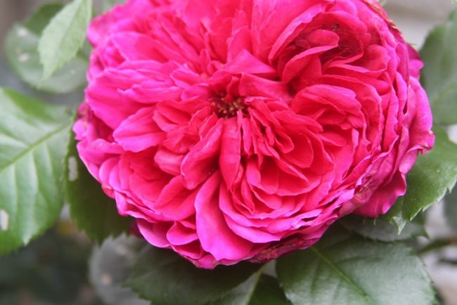 Rose Connoisseur Archives - The Right Roses