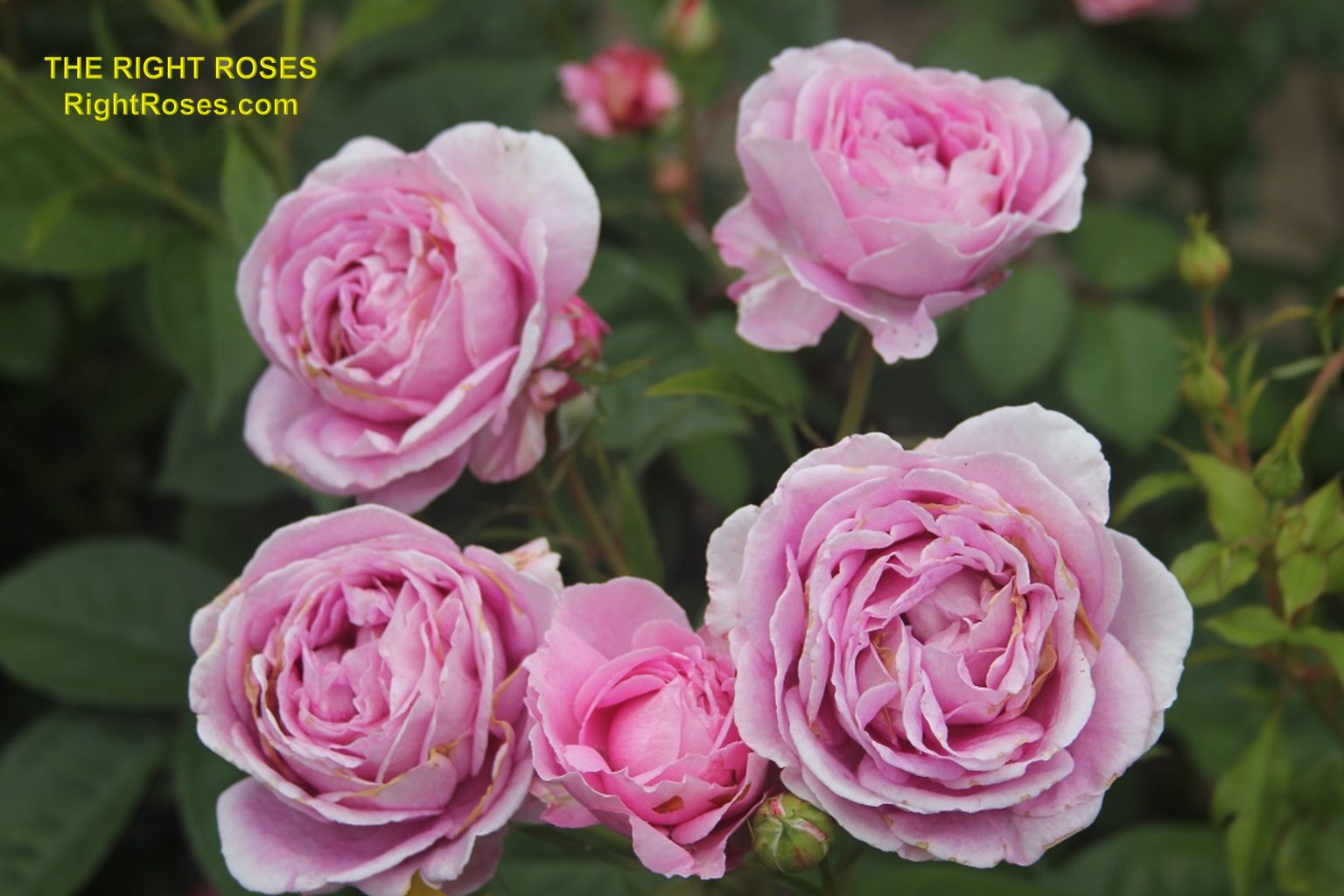 KÖNIGIN MARIE ROSE REVIEW (YEAR 3) | KORDES ROSEN 2020 - THE RIGHT ROSES
