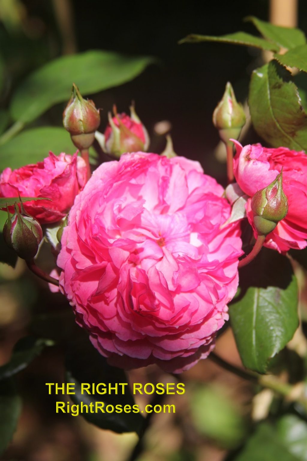 THE RIGHT ROSES - ONLY THE VERY BEST WILL DO