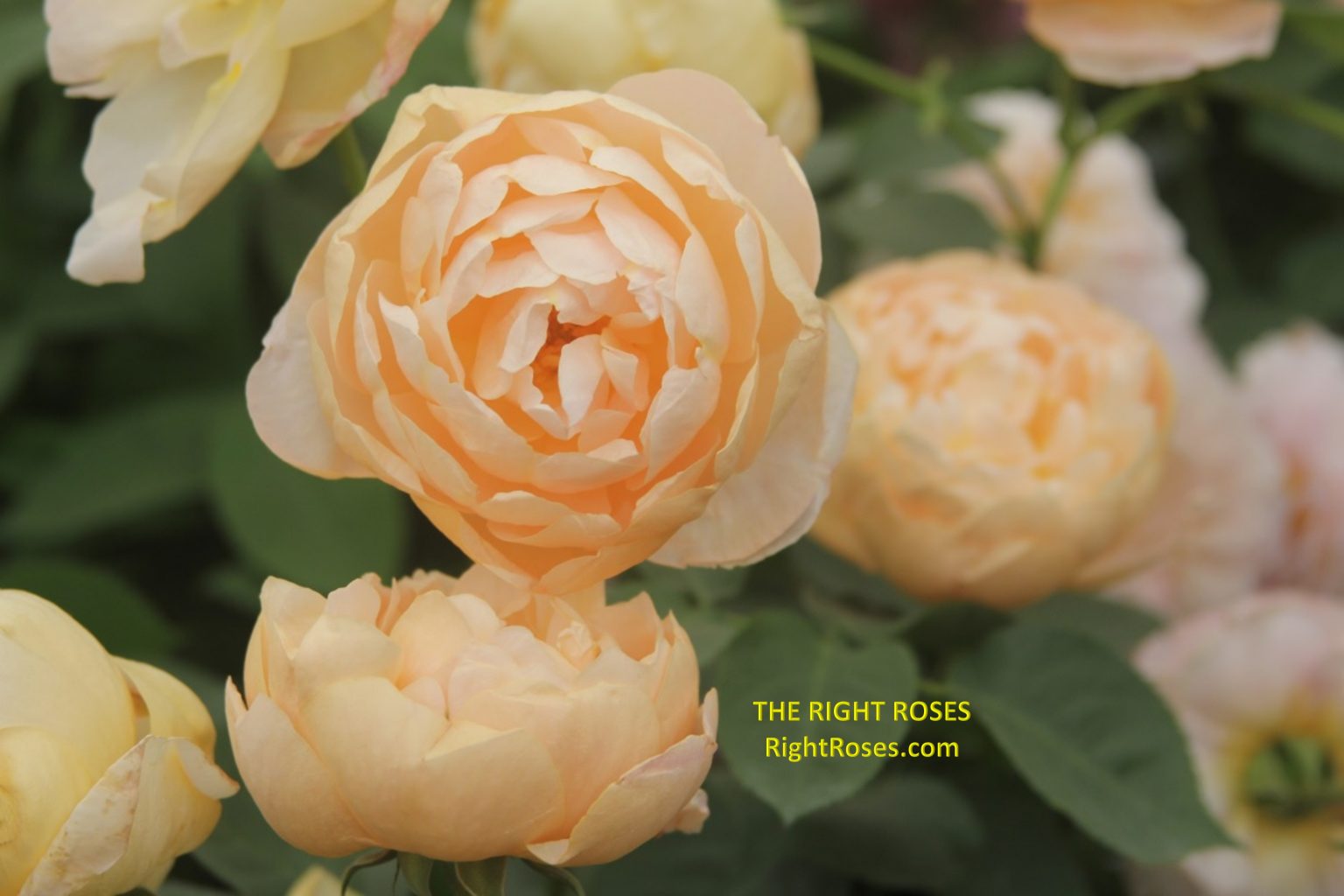 THE RIGHT ROSES - ONLY THE VERY BEST WILL DO