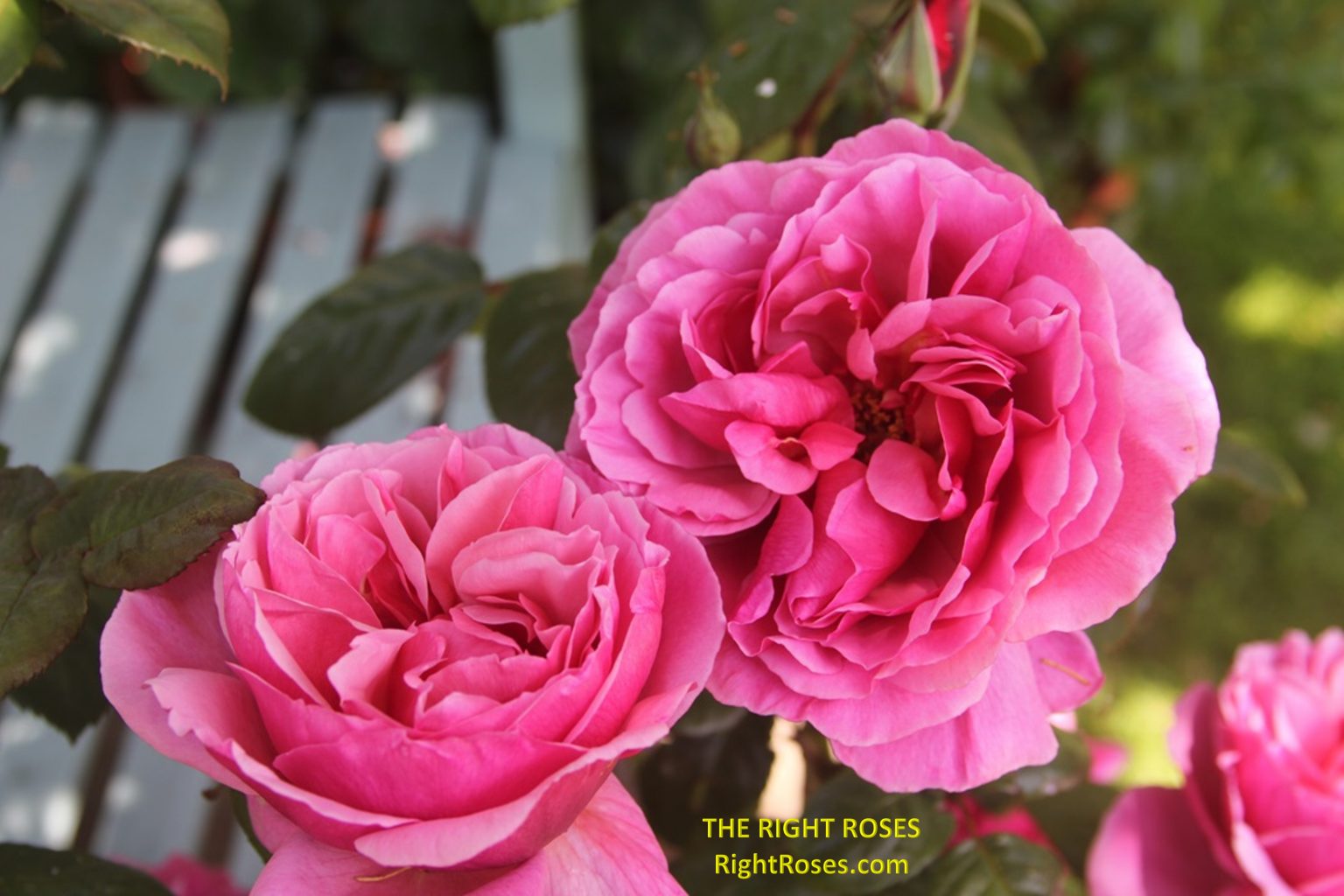 THE RIGHT ROSES - ONLY THE VERY BEST WILL DO